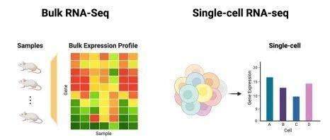 低投入高性价比发文策略：单细胞与普通转录组关联分析scrna Seqbulk基因