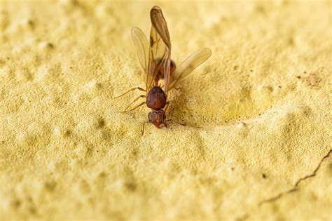 Stonecrop Plant Flower Stock Image Image Of Insects 263478565
