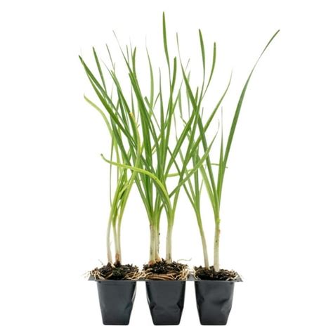3 Society Garlic In 2 5” Nursery Cubes Tulbaghia Violacea