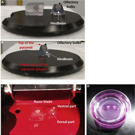 Organotypic Brain Slice Preparation A And B Embedded E135 Brains