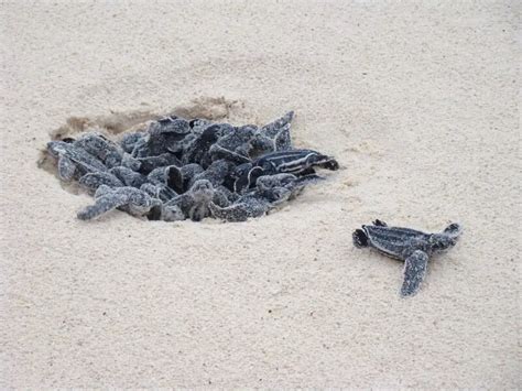 Leatherback Sea Turtle Facts Diet Habitat And Pictures On Animaliabio