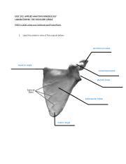 finished label anterior and posterior scapula.pdf - acromion process ...