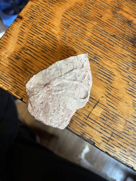 Id Request Fossilized Worm Burrows R Fossilhunting