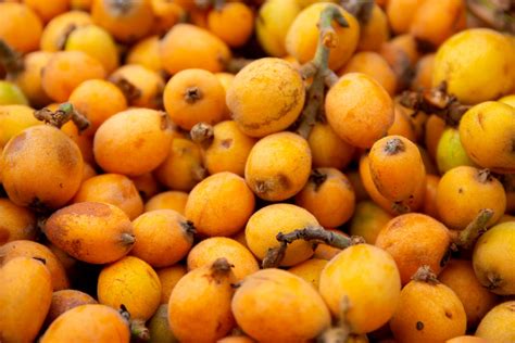 The Countrys Only Loquat Festival Is This Weekend In New Port Richey
