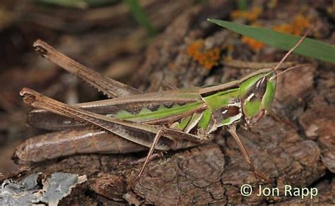 Admirable Grasshopper Syrbula Admirabilis Bugguidenet