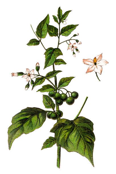 430 Solanum Ilustrasi Grafik Vektor And Clip Art Bebas Royalti Terbaik