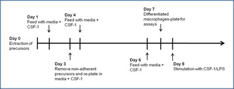 2 Modified Primary Macrophage Differentiation Protocol Precursor Download Scientific Diagram