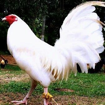Johnnie Jumper Game Fowl Pet Chickens