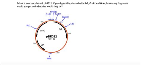 Solved Below Is Another Plasmid Pbr322 ﻿if You Digest This