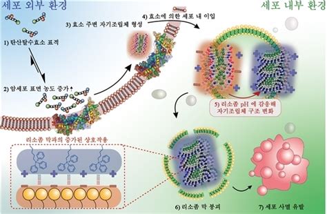 암세포 사멸 유도하는 표적 치료 약물 개발