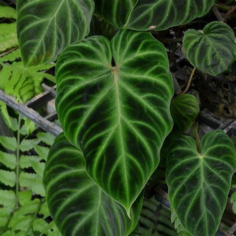 Philodendron Etsy