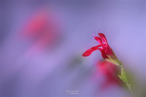 겨울 발코니의 꽃들 7