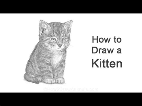 How To Draw A Cat Narrated Step By Step Tutorial