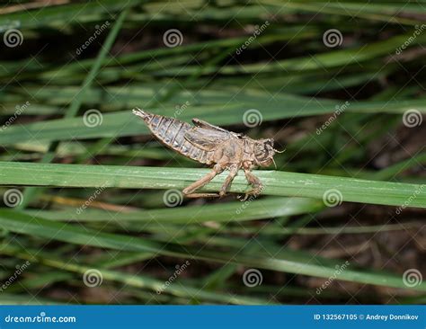 Dragonfly Nymph Pupa Shell On A Grass Stock Image Image Of Emerging