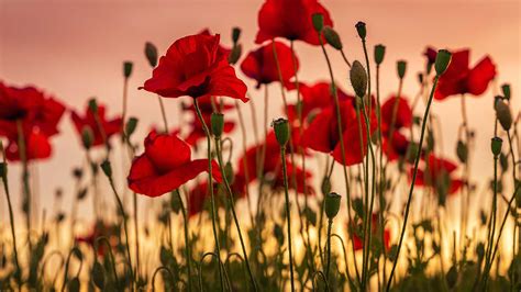 Anzac Wallpapers Top Free Anzac Backgrounds Wallpaperaccess