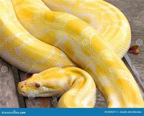 Albino Python Stock Image Image Of Albino Yellow Manila 8545311