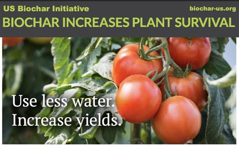 Biochar Increases Plant Survival Us Biochar Initiative