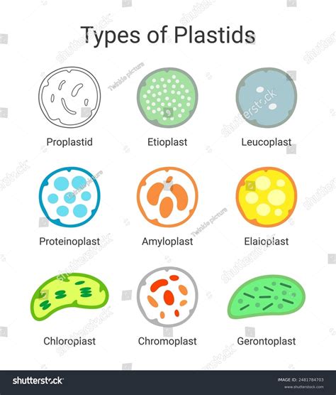 Types Plastids Plant Cells Stock Vector Royalty Free 2481784703