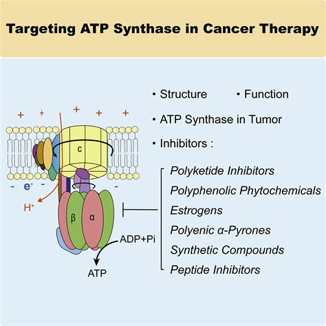 Atp Synthase Mitochondrial