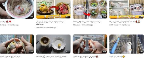 أفضل 5 قنوات يوتيوب لتعليم كيفية تربية الطيور والعصافير في المنزل