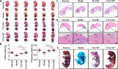 Inhibition Of Dvt Induced Embryonic Developmental Disorders And Early