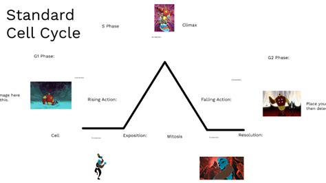 Cell Cycle Plot Diagram By Kayla Vanwagner On Prezi