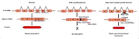 Exon Skipping Eteplirsen Aso Recognizes Dmd Exon 51 In Pre Mrna And Download Scientific Diagram