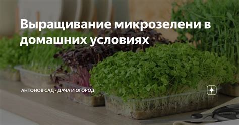Выращивание микрозелени в домашних условиях Антонов сад дача и огород Дзен