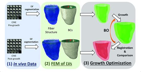 Overview Of The Workflow Used To Characterize Cardiomyocyte Growth Download Scientific