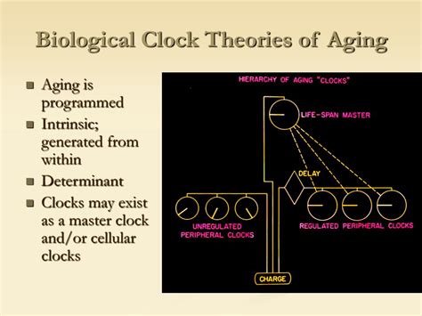 Theories Of Aging