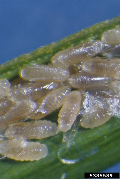 Citrus Root Weevil Earthwise Agriculture