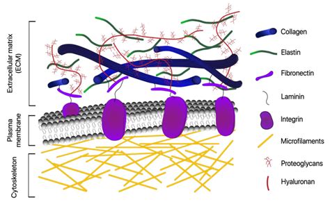 Schematic Overview Of Extracellular Matrix And Its Major Components