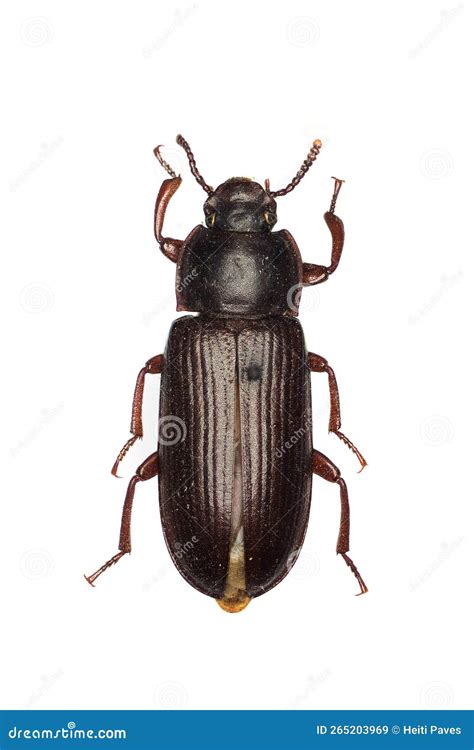 Mealworm Beetle Yellow Mealworm Beetle Tenebrio Molitor