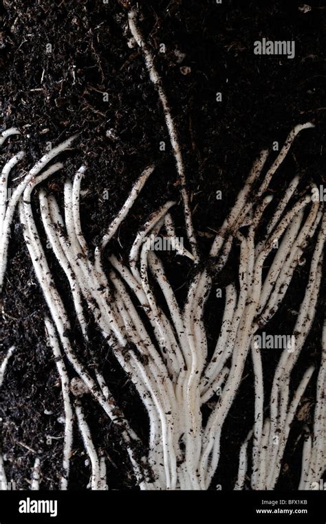 Roots Growing Grow Underground Cross Section Sectional Earth Growth