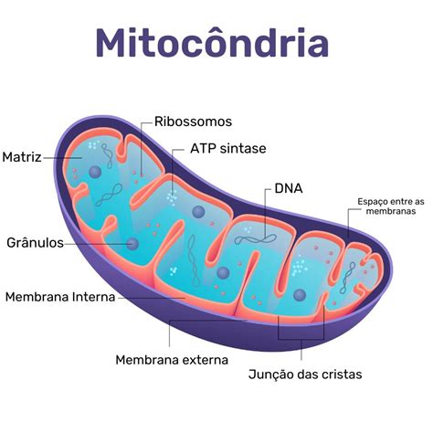 Mitocondria Mitocondria é Quem Faz Respiração Fdplearn