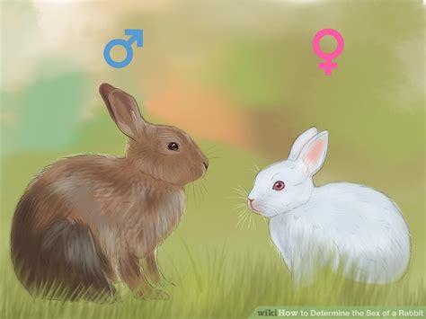 How To Determine The Sex Of A Rabbit Steps With Pictures
