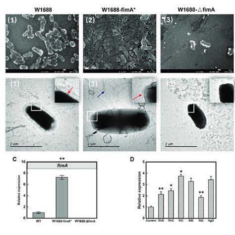 SEM A And TEM B Images Of BF Formation And Cell Adhesion First Download Scientific Diagram