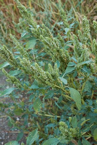 Tanaman Segar Amaranthus Retroflexus Foto Stok Unduh Gambar Sekarang