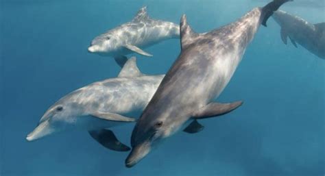 Dolphins In Dahlak Archipelago 🐬🇪🇷 Nakfapress R Eritrea2