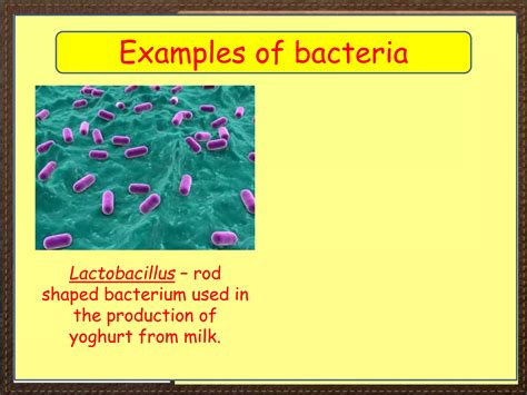 Igcse Biology Section 1 Lesson 3 Ppt