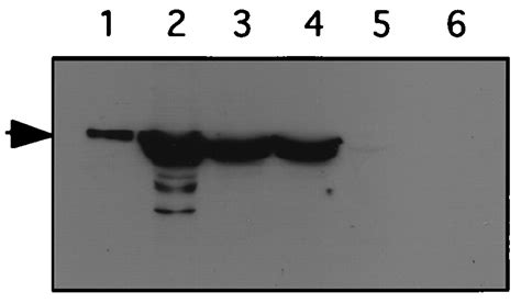 Production Of High Titer Recombinant Adeno Associated Virus Vectors In The Absence Of Helper
