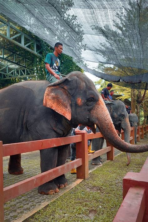 Pusat Konservasi Gajah Kebangsaan Kuala Gandah Menarik Untuk Kunjungan Keluarga