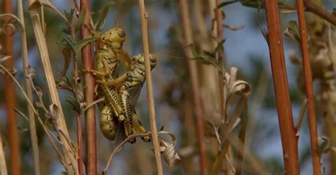 Weather Wise Grasshoppers And Rain