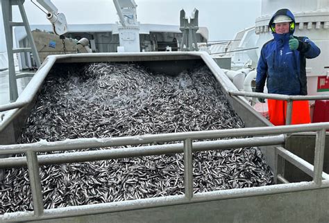 Seafood Media Group Worldnews Summary Of The Norwegian Capelin