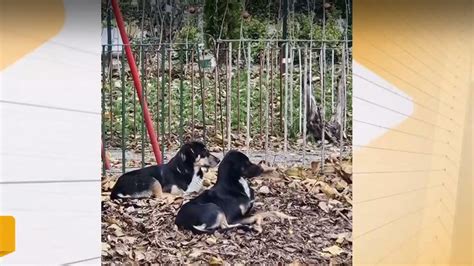 След като бездомни кучета нападнаха дете във Варна Агресивни ли са животните и кой се грижи за