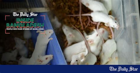 Breeding Mice For Snake Food The Daily Star