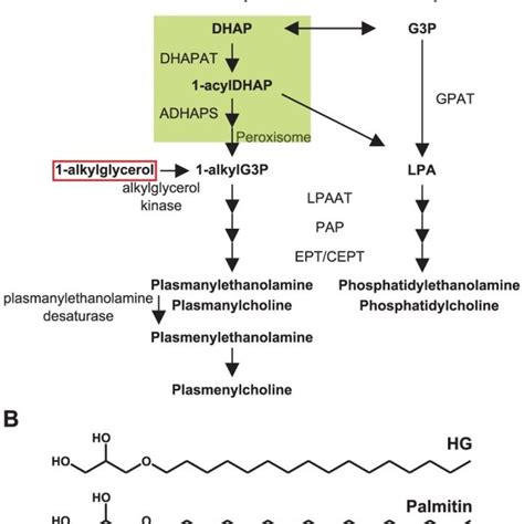 A Schematic Overview Of The Biosynthesis Of Ether And Ester Download Scientific Diagram