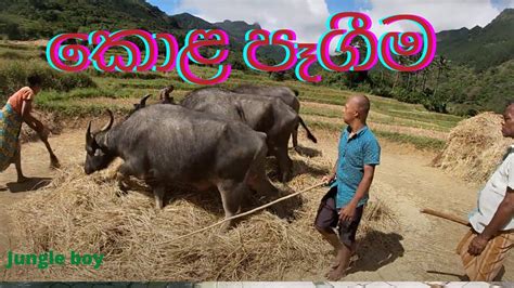 සුන්දර නකල්ස් වල හරකුන්ගෙන් කොළ පාගන ඇටන්වල ගම්වැසියෝ Youtube