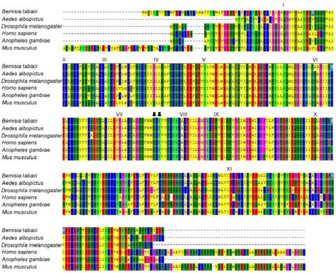 Multiple Sequence Alignments Of Jnks From A Variety Of Species The Download Scientific Diagram