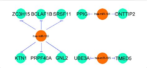 Mirna Mrna Regulatory Network The Line Type Represents The Interaction